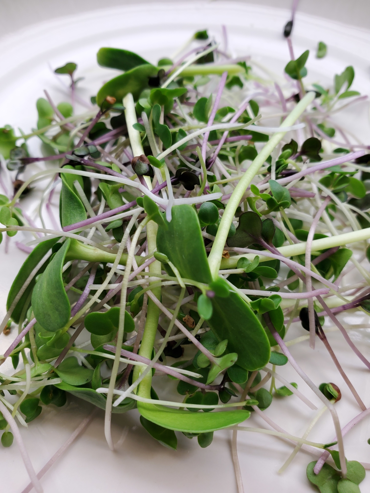 Superfood Microgreens Mix - Frisco Fresh Market